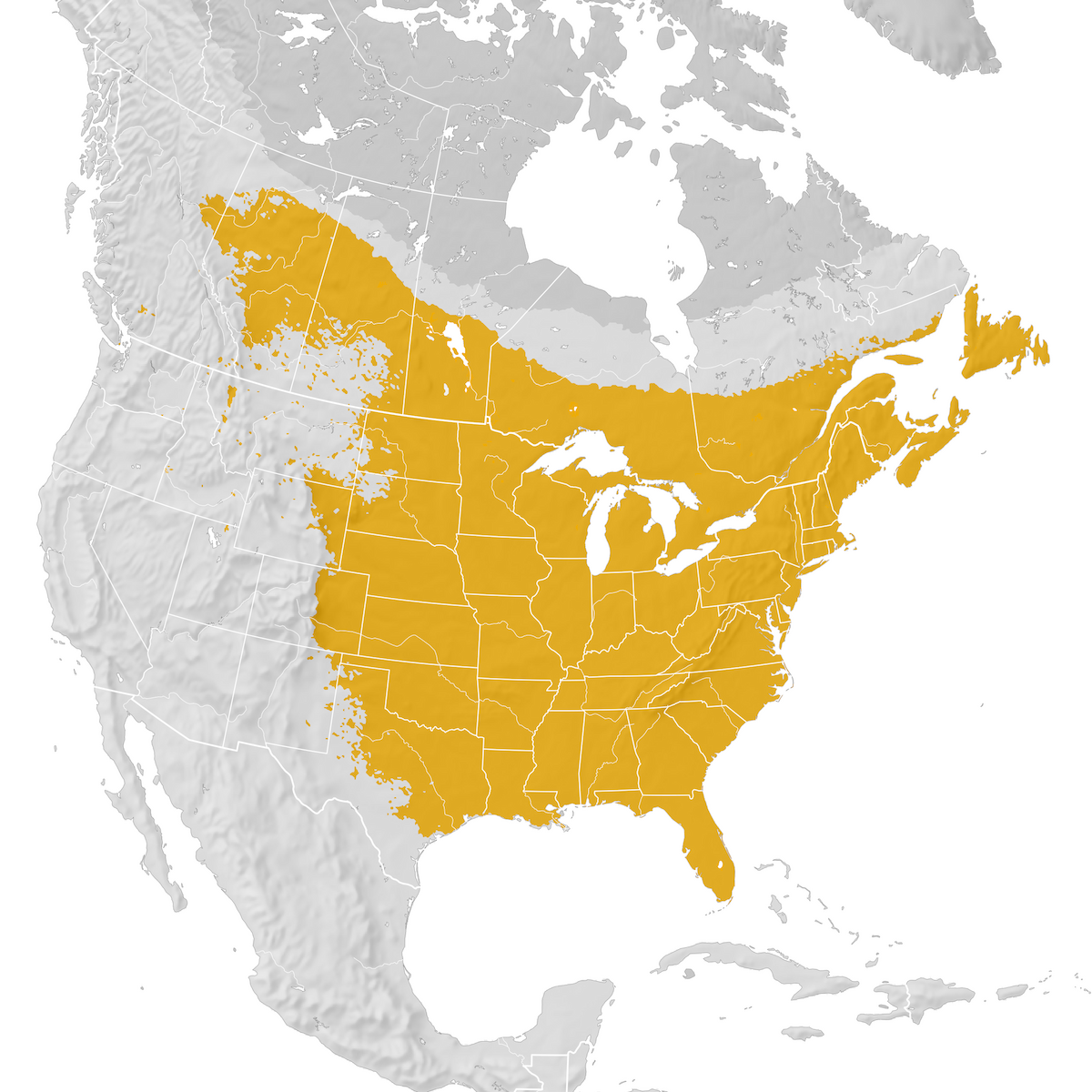 Blue Jay - Range map: Post-breeding migration - eBird Status and Trends