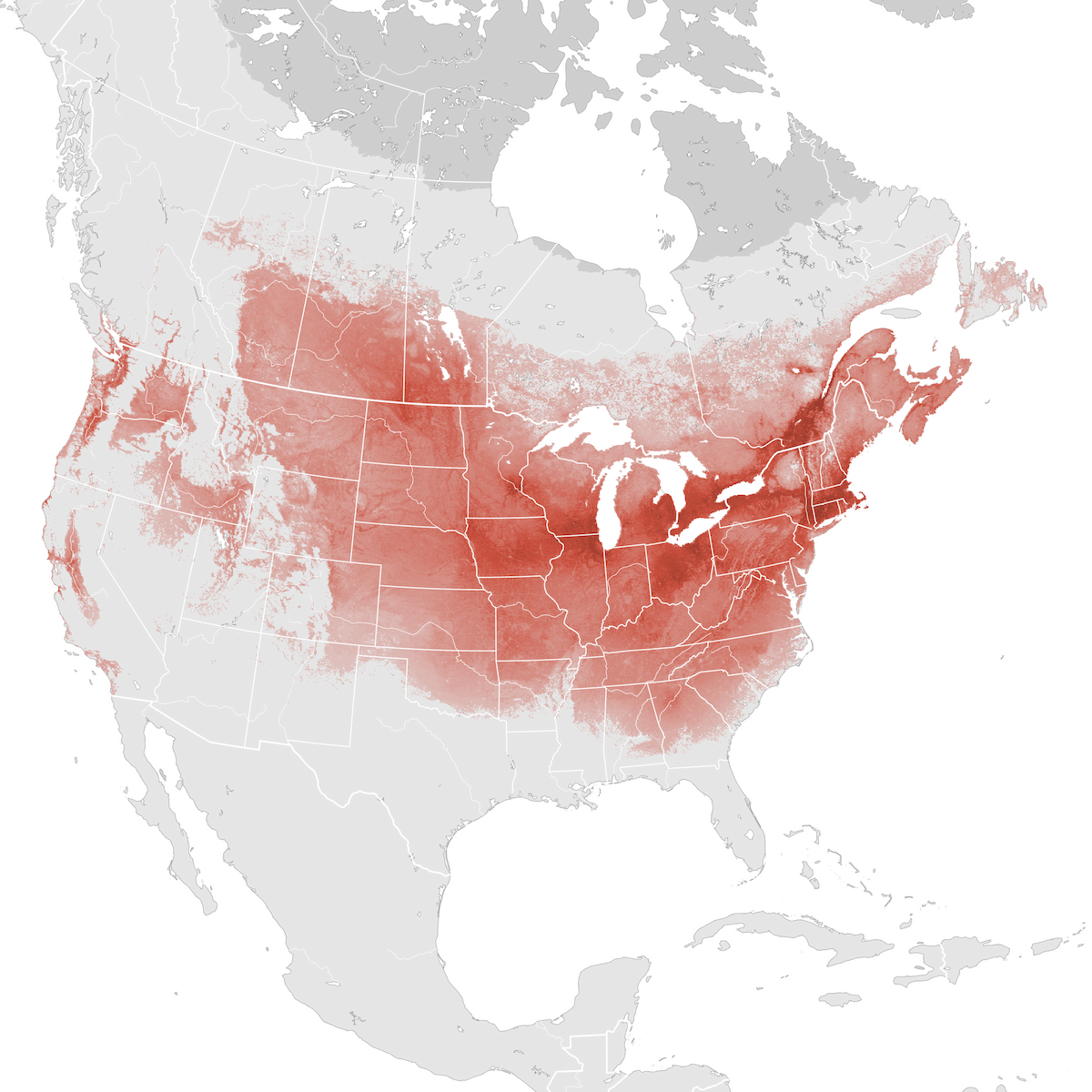American Goldfinch - Abundance map: Breeding - eBird Status and Trends