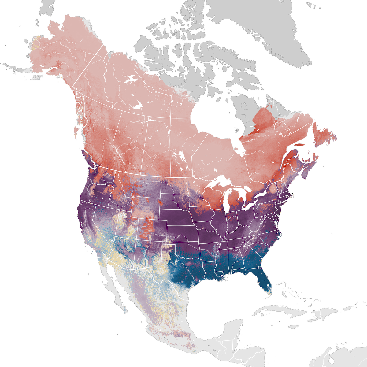 American Robin - Abundance map - eBird Status and Trends