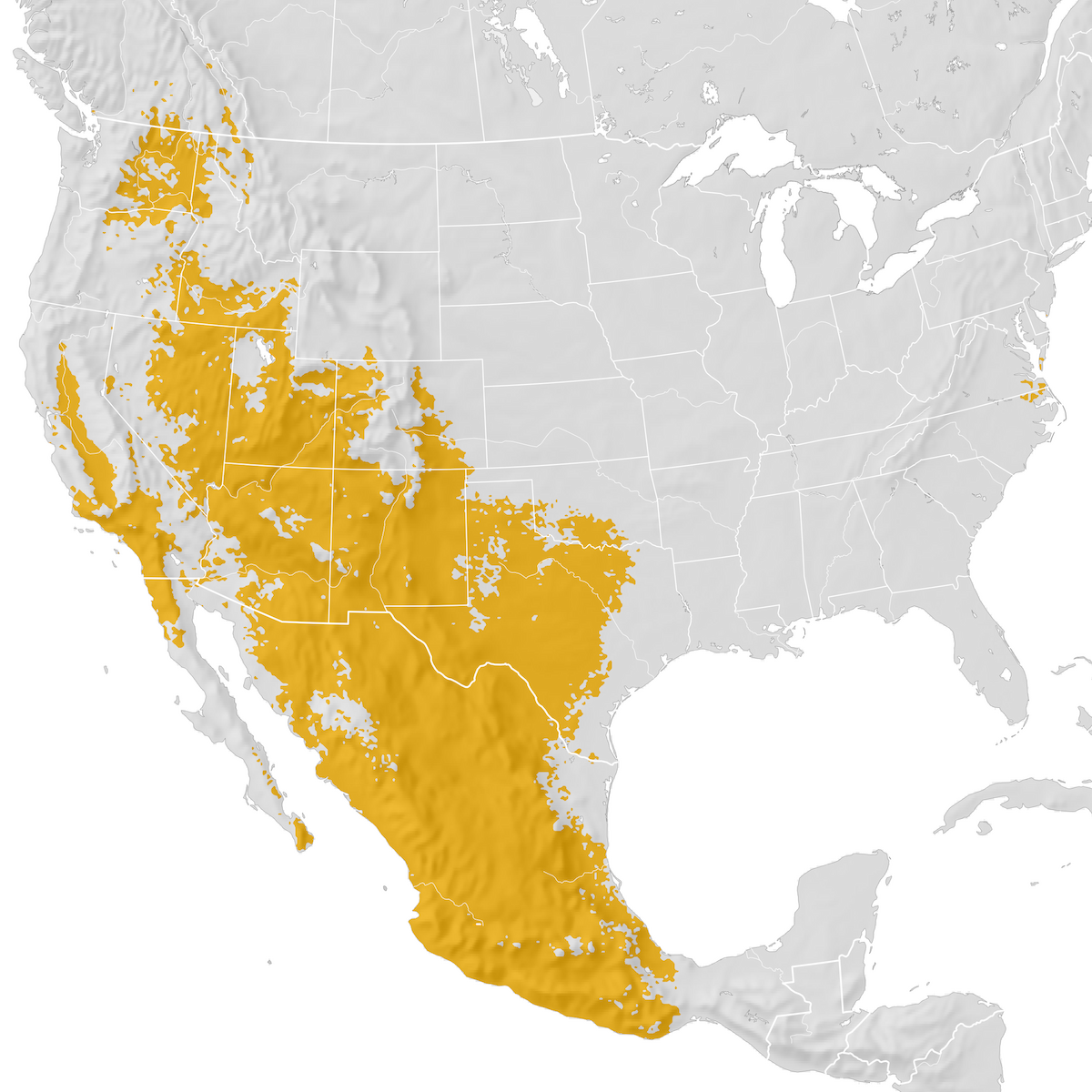 Black-chinned Hummingbird - Range map: Post-breeding migration - eBird ...
