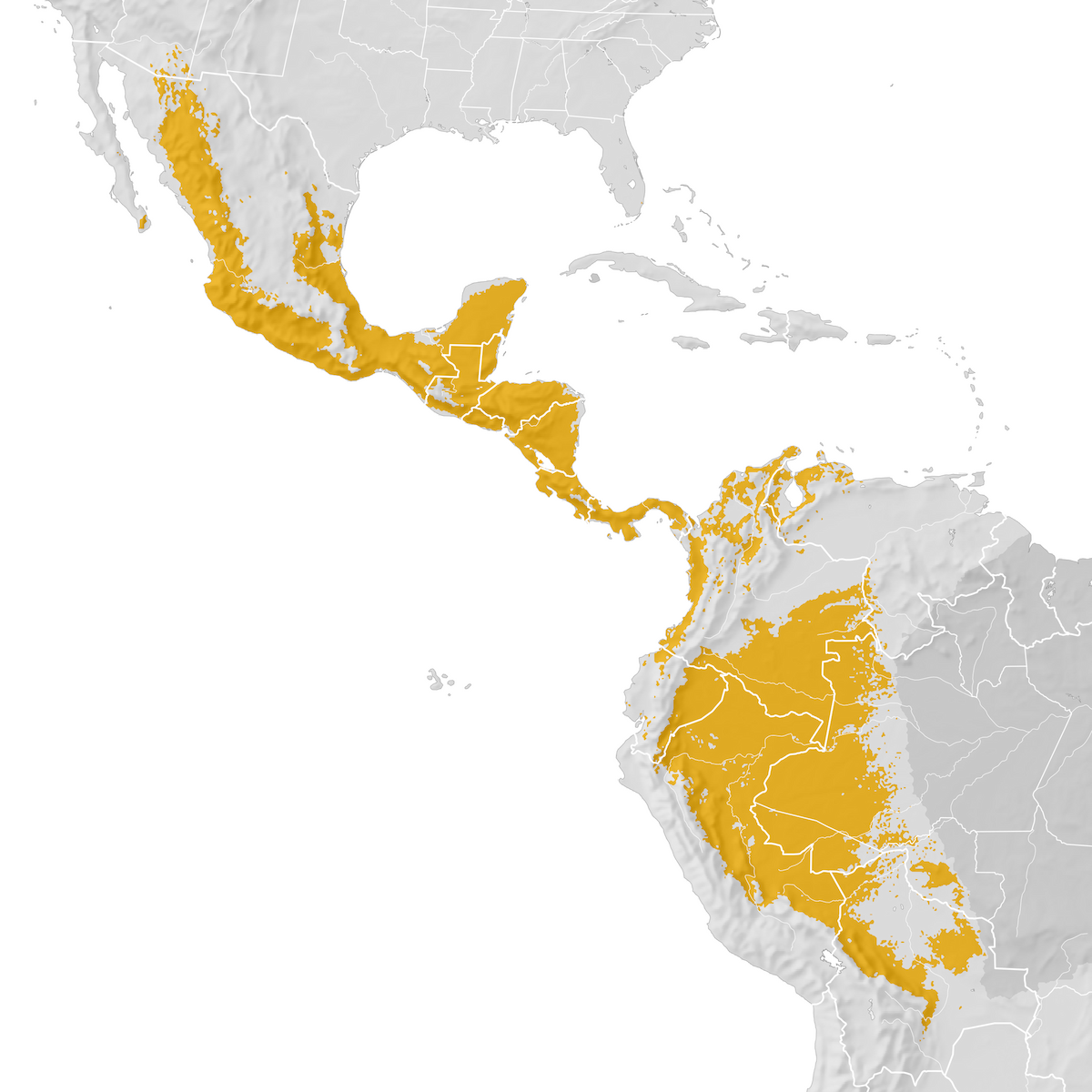 Sulphur-bellied Flycatcher - Range map: Post-breeding migration - eBird ...