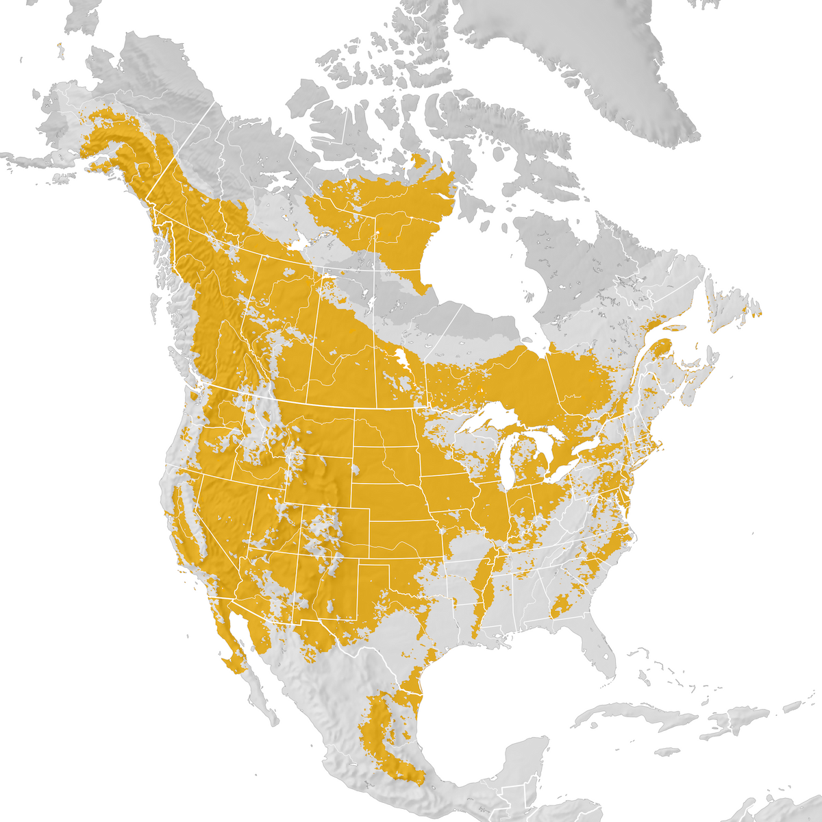 Horned Lark - Range map: Post-breeding migration - eBird Status and Trends