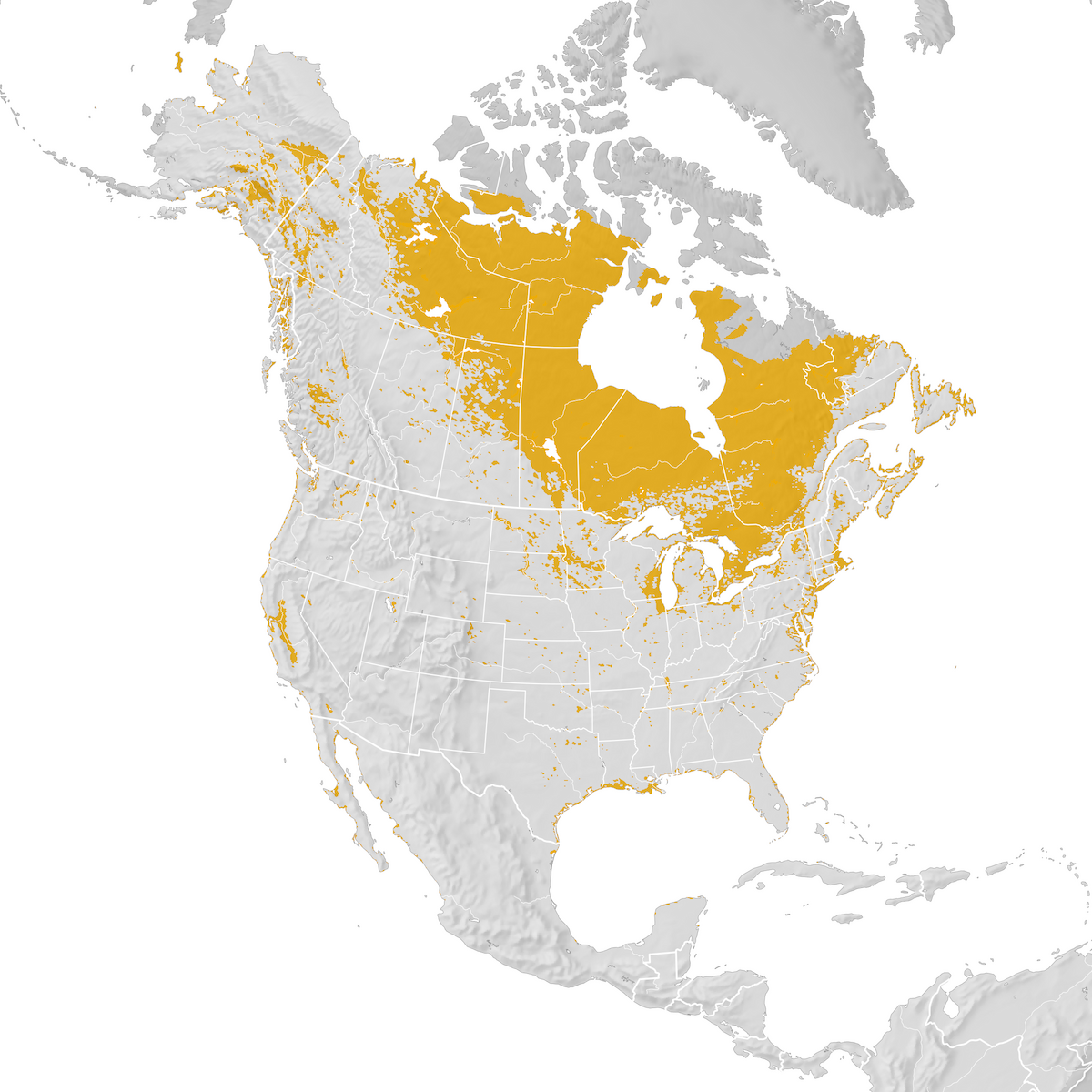 Herring Gull - Range map: Pre-breeding migration - eBird Status and Trends