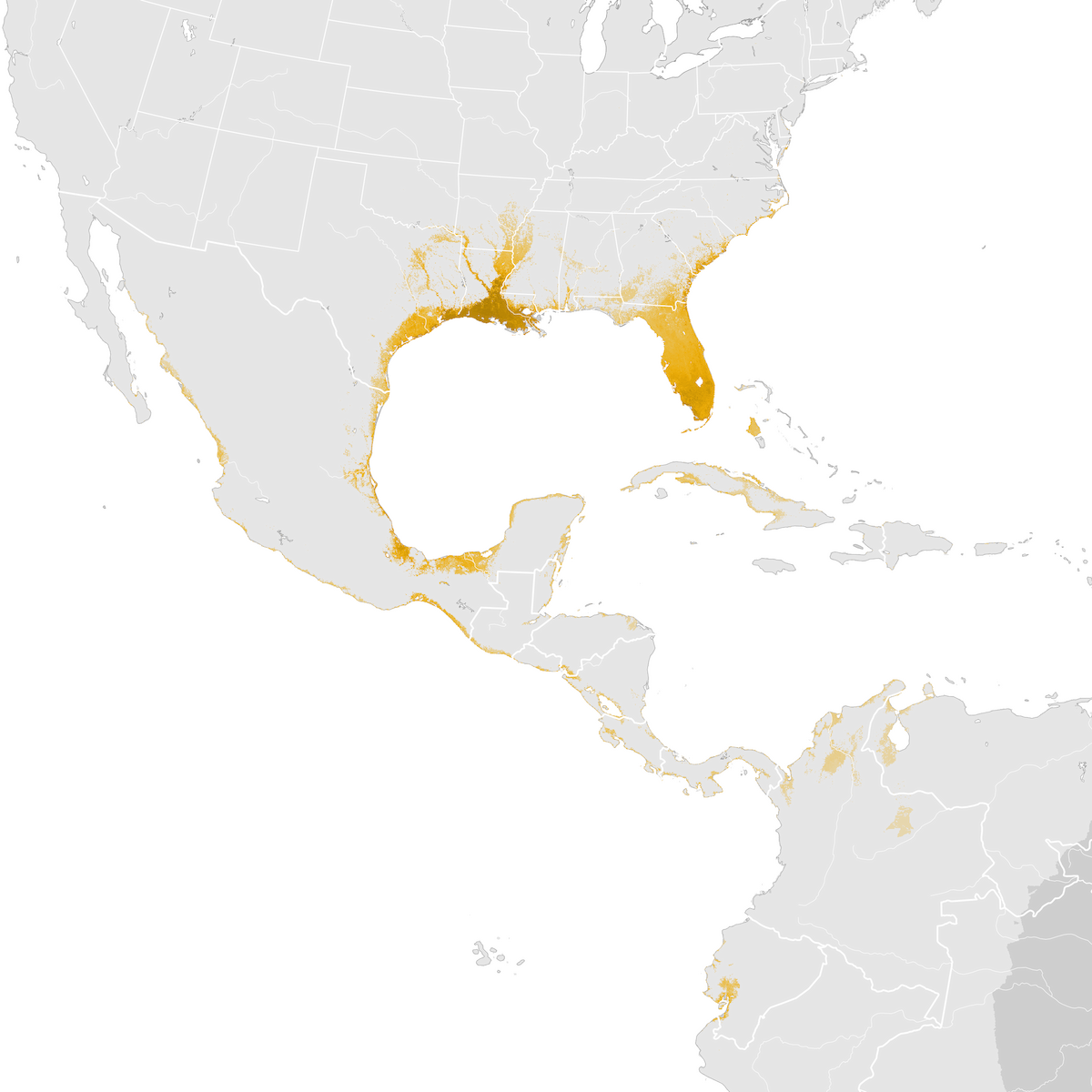 White Ibis Abundance Map Post Breeding Migration Ebird Status And