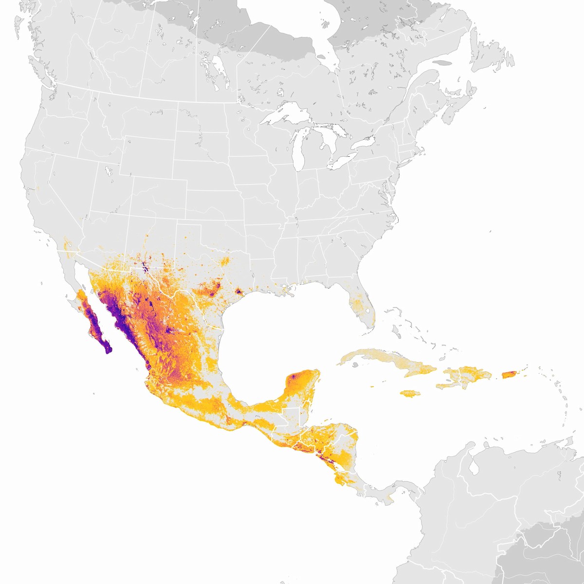 White-winged Dove - Abundance animation - eBird Status and Trends