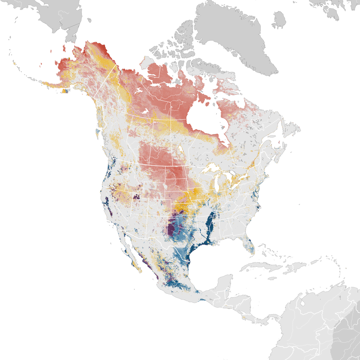 Northern Pintail - Abundance map - eBird Status and Trends