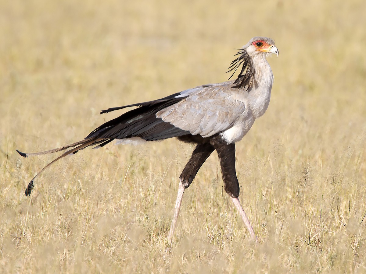 Secretarybird - Sagittarius serpentarius - Birds of the World