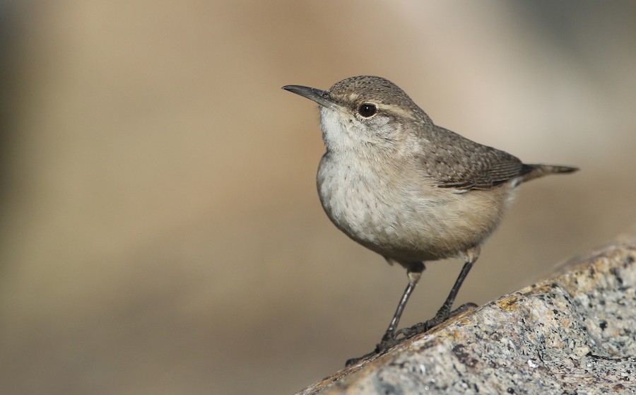 Saltapared de Rocas (grupo obsoletus) - eBird