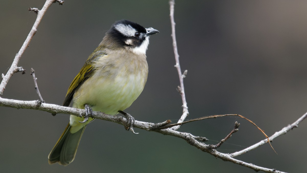 Light-vented Bulbul - Pycnonotus sinensis - Media Search - Macaulay ...