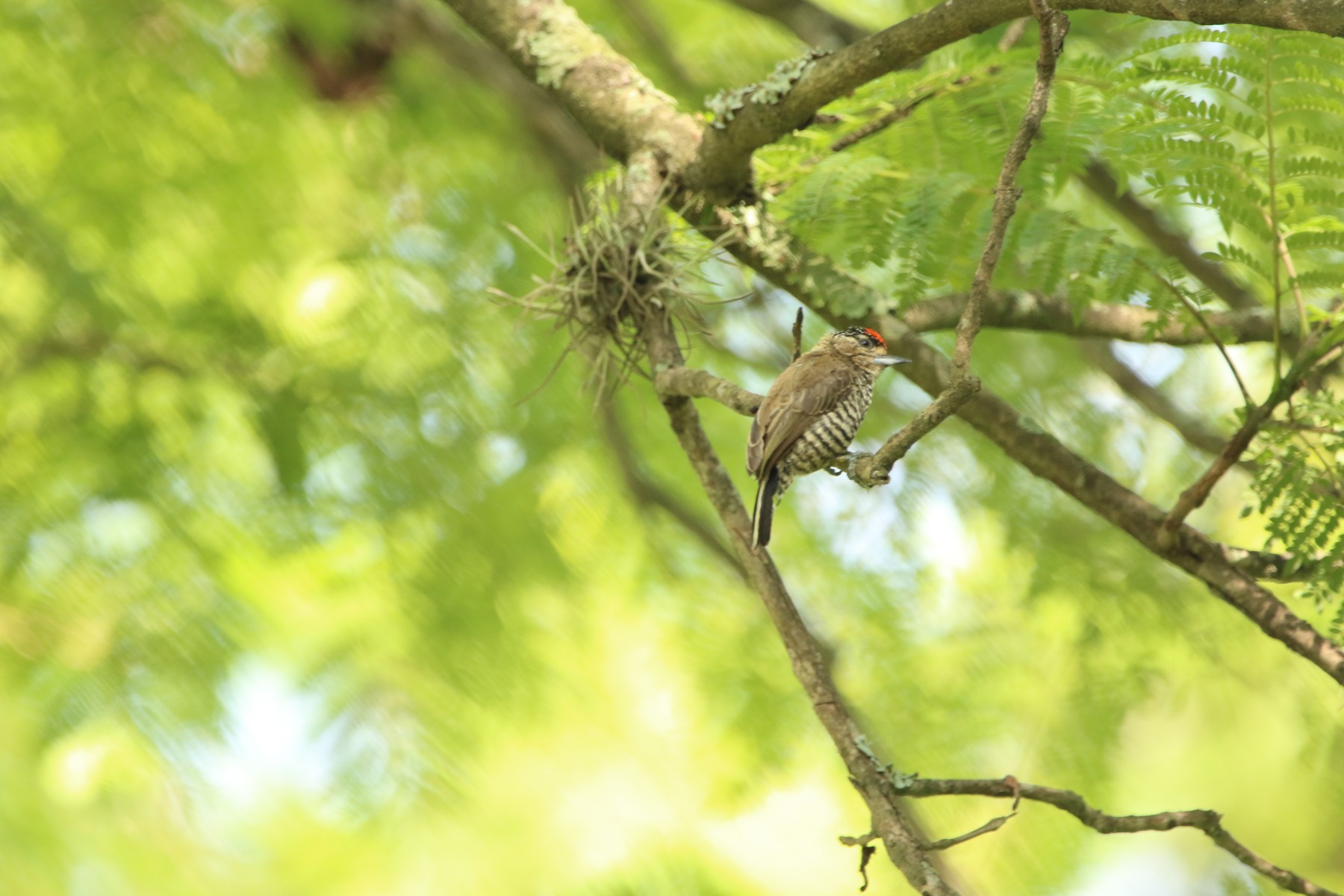 White-barred x Ochre-collared Piculet (hybrid) - eBird