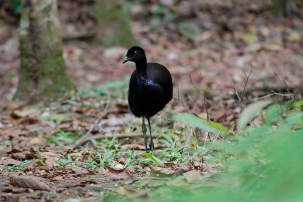 Photos - Dark-winged Trumpeter - Psophia viridis - Birds of the World