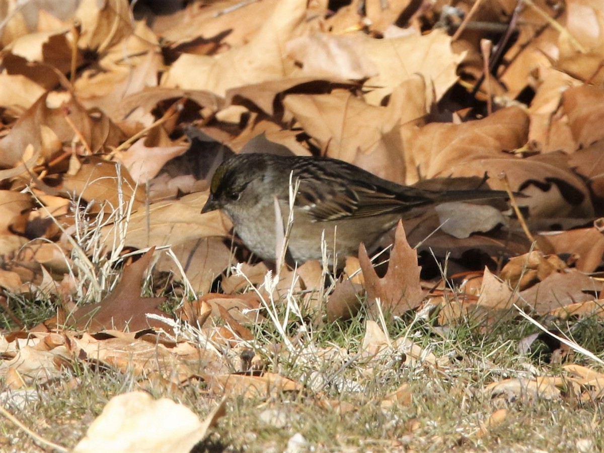 eBird Checklist - 12 Dec 2020 - Barber Park - 8 species
