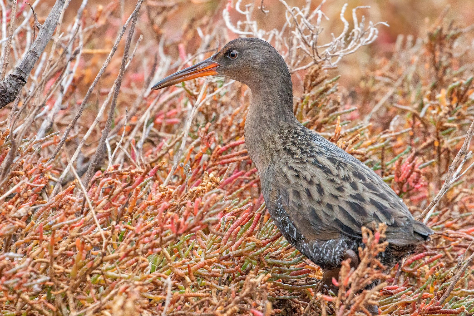 Rascón Costero del Pacífico (obsoletus) - eBird