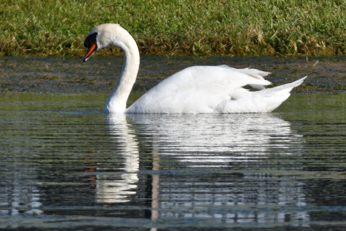 eBird Checklist - 13 Dec 2020 - Peaceful Waters Sanctuary - 34 species