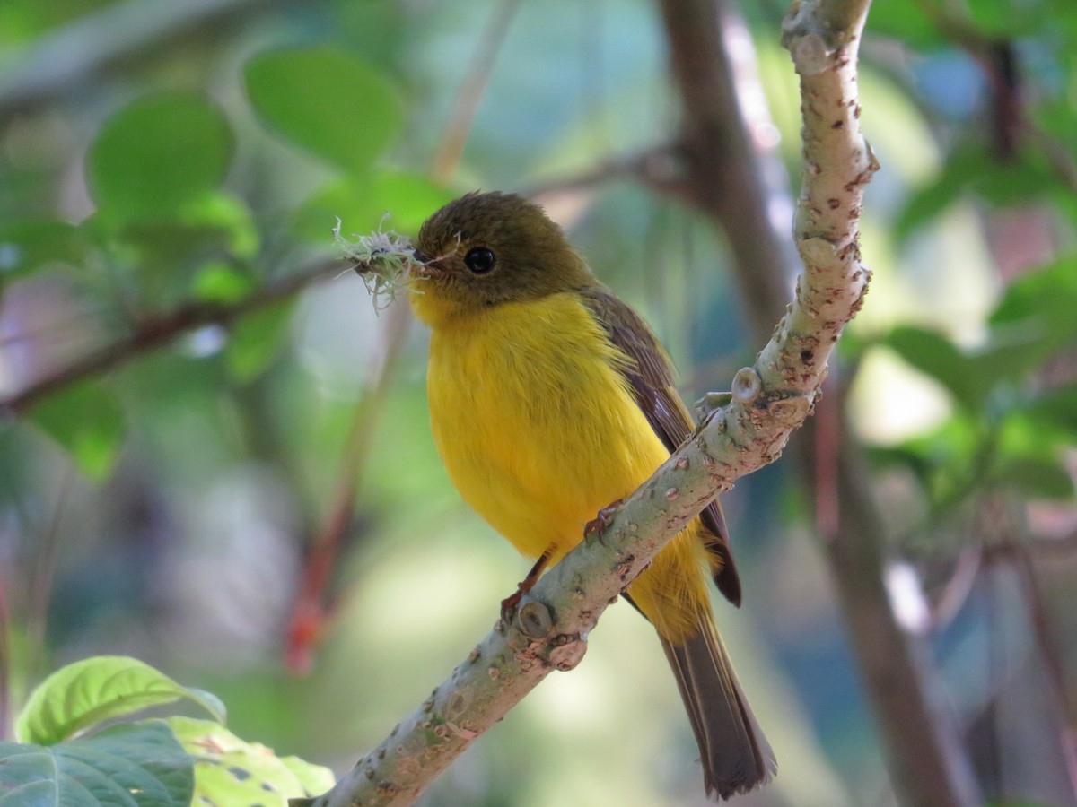 Citrine Canary-Flycatcher - Culicicapa helianthea - Birds of the World