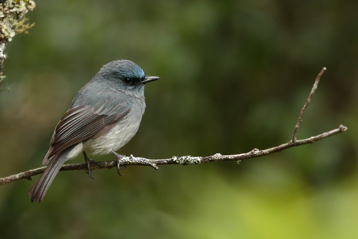 Dull-blue Flycatcher - Eumyias sordidus - Birds of the World