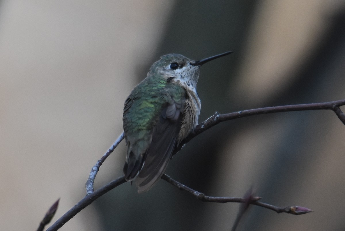 eBird Checklist - 13 Dec 2020 - stakeout Calliope Hummingbird, New ...
