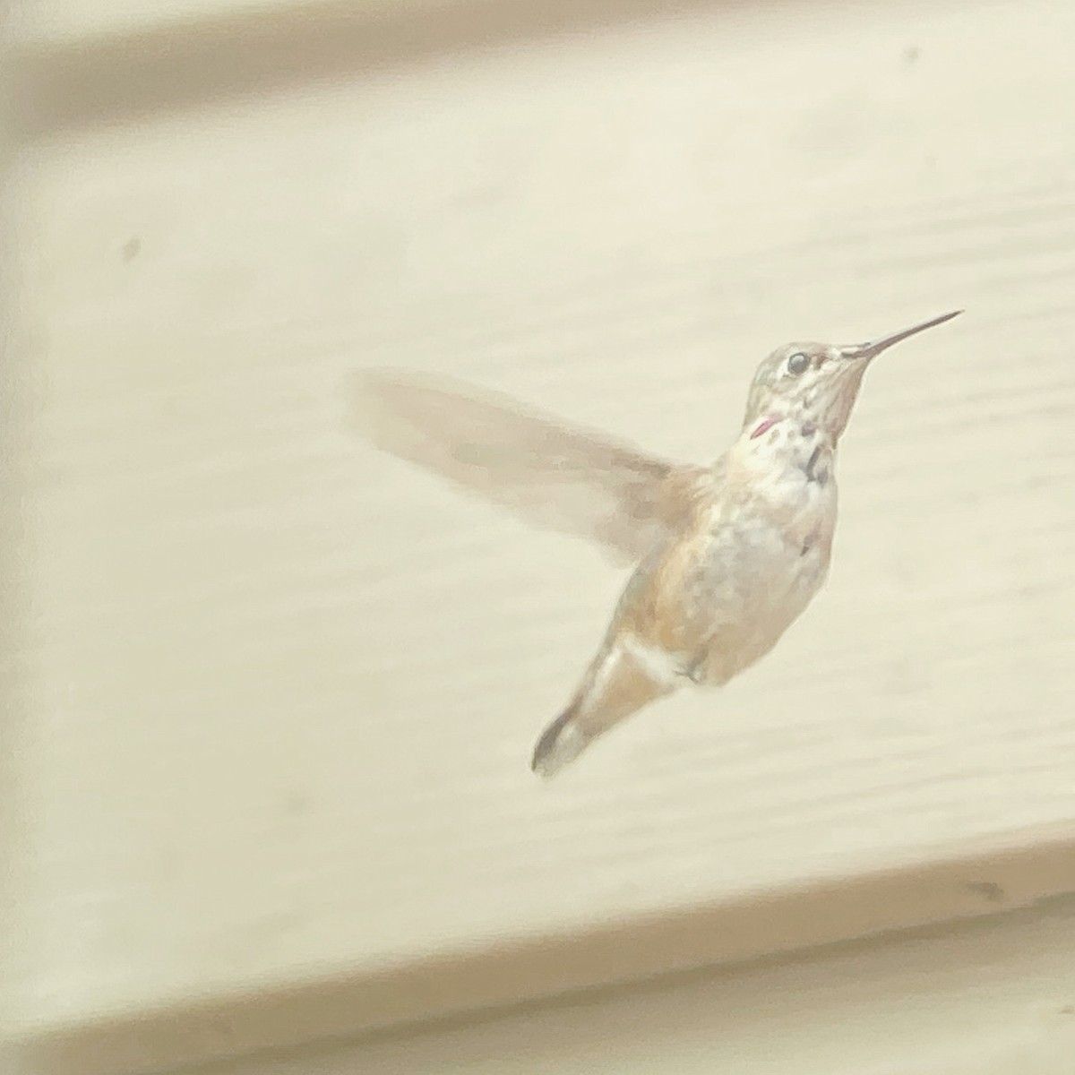 eBird Checklist - 12 Dec 2020 - stakeout Calliope Hummingbird, New ...
