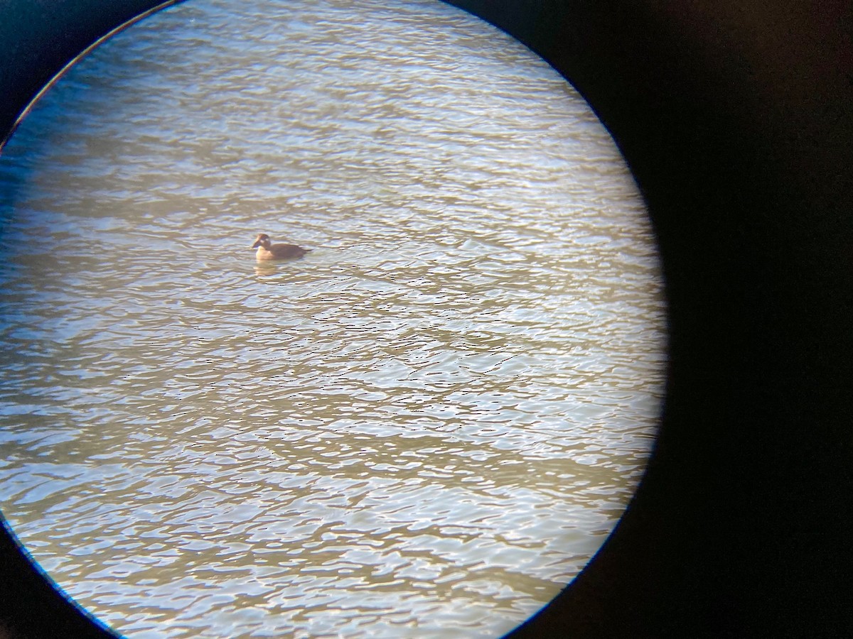 eBird Checklist - 9 Dec 2020 - Head of the Ohio River (incl. Point SP ...