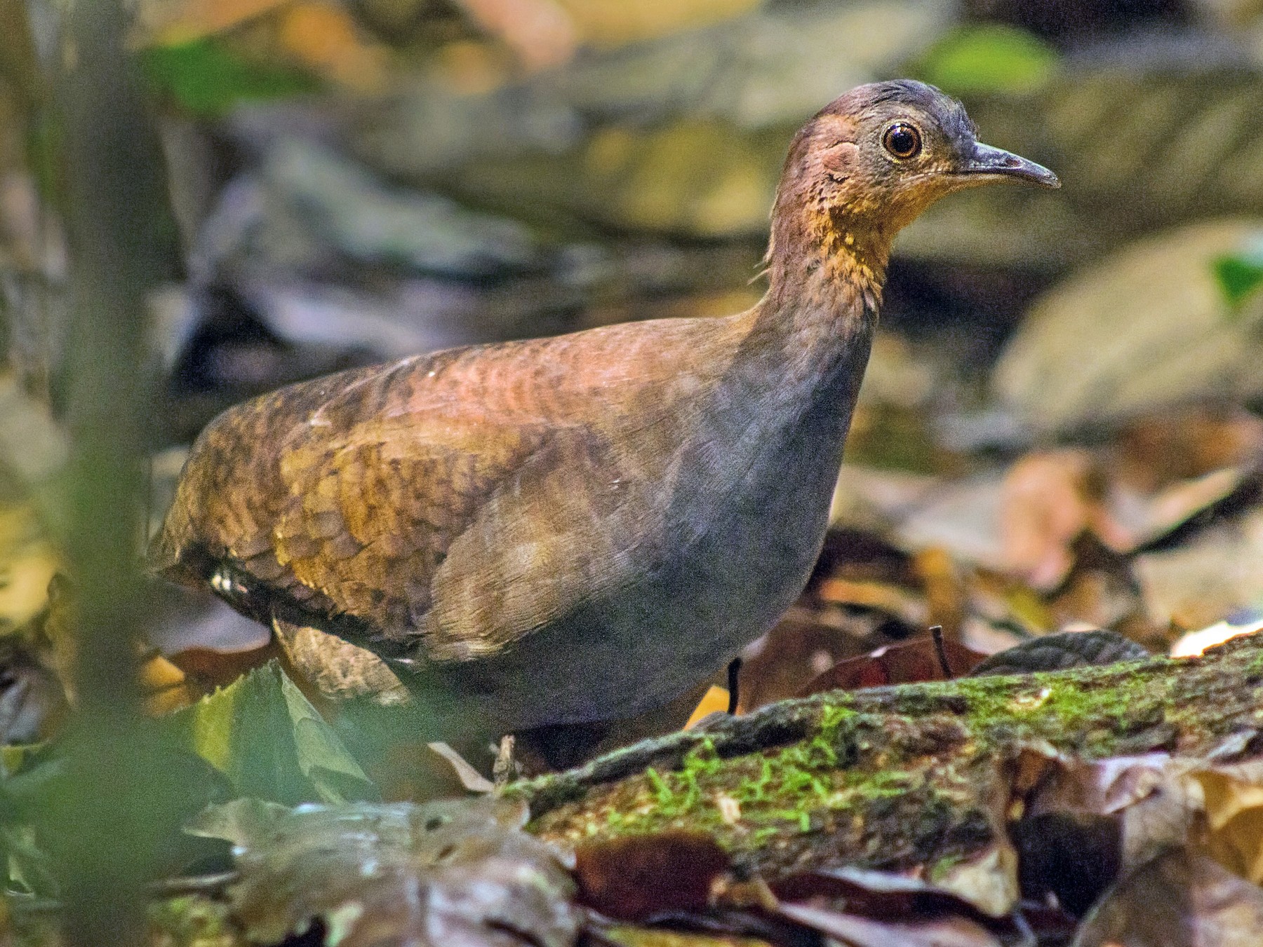 Brazilian Tinamou - eBird
