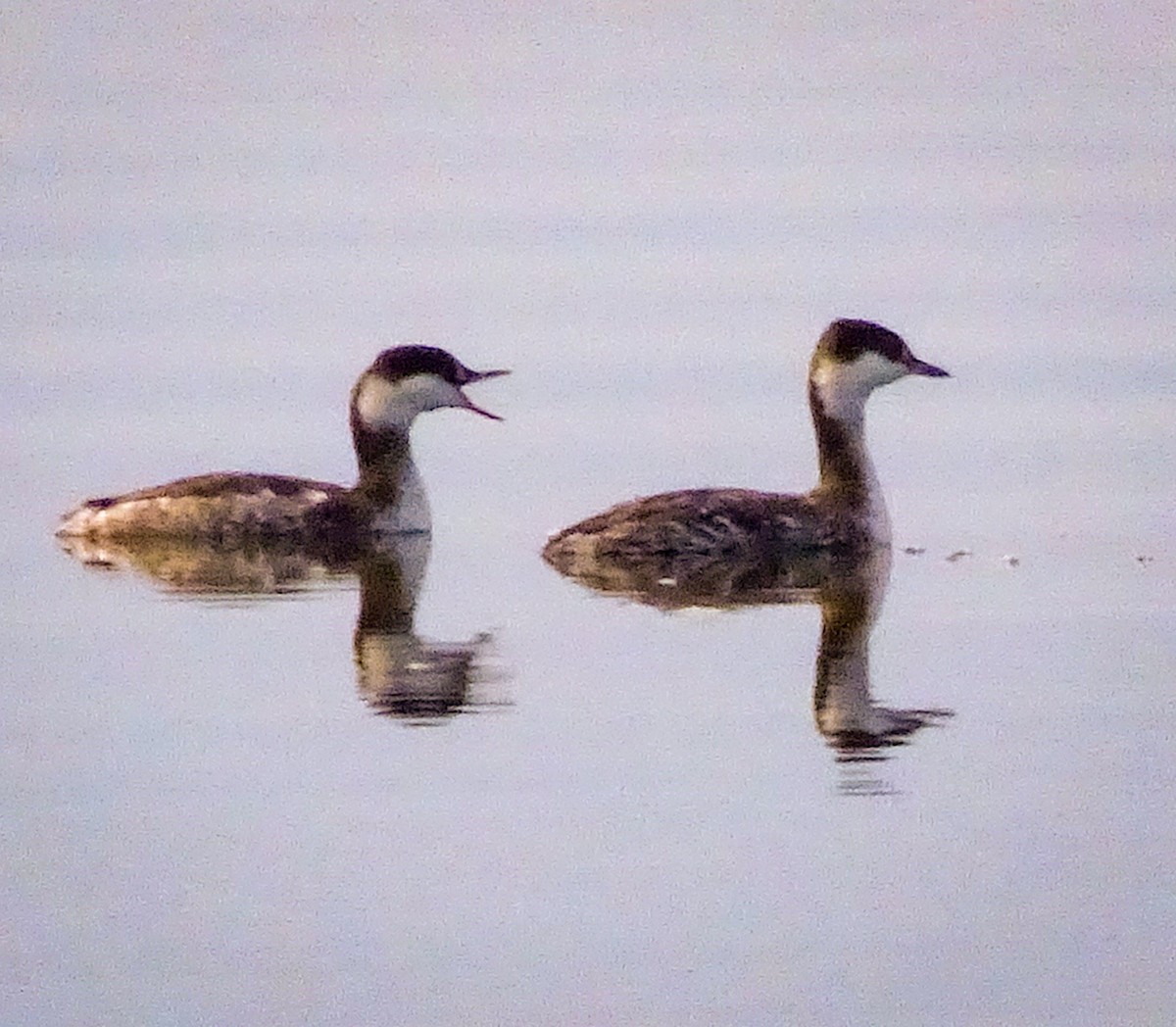 eBird Checklist - 6 Dec 2020 - Jekyll Island--Causeway - 10 species