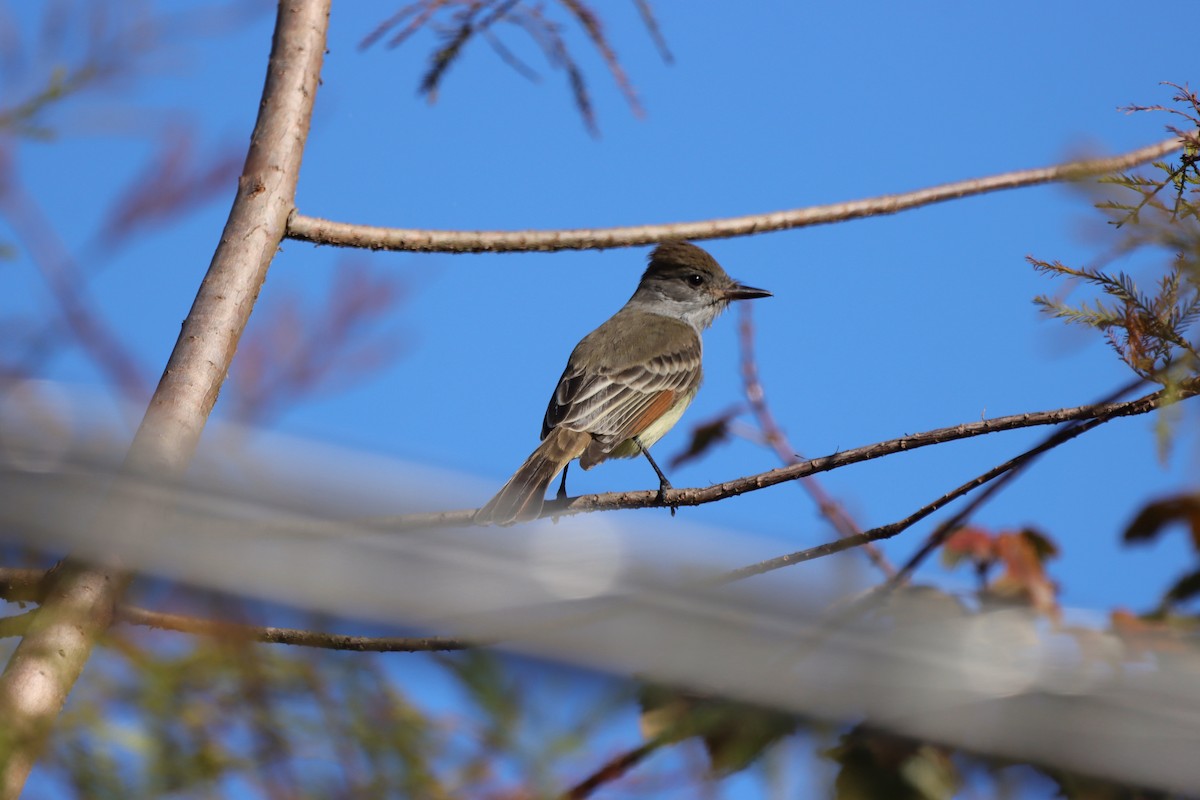 eBird Checklist - 20 Nov 2020 - Stumpy Lake Natural Area - 22 species