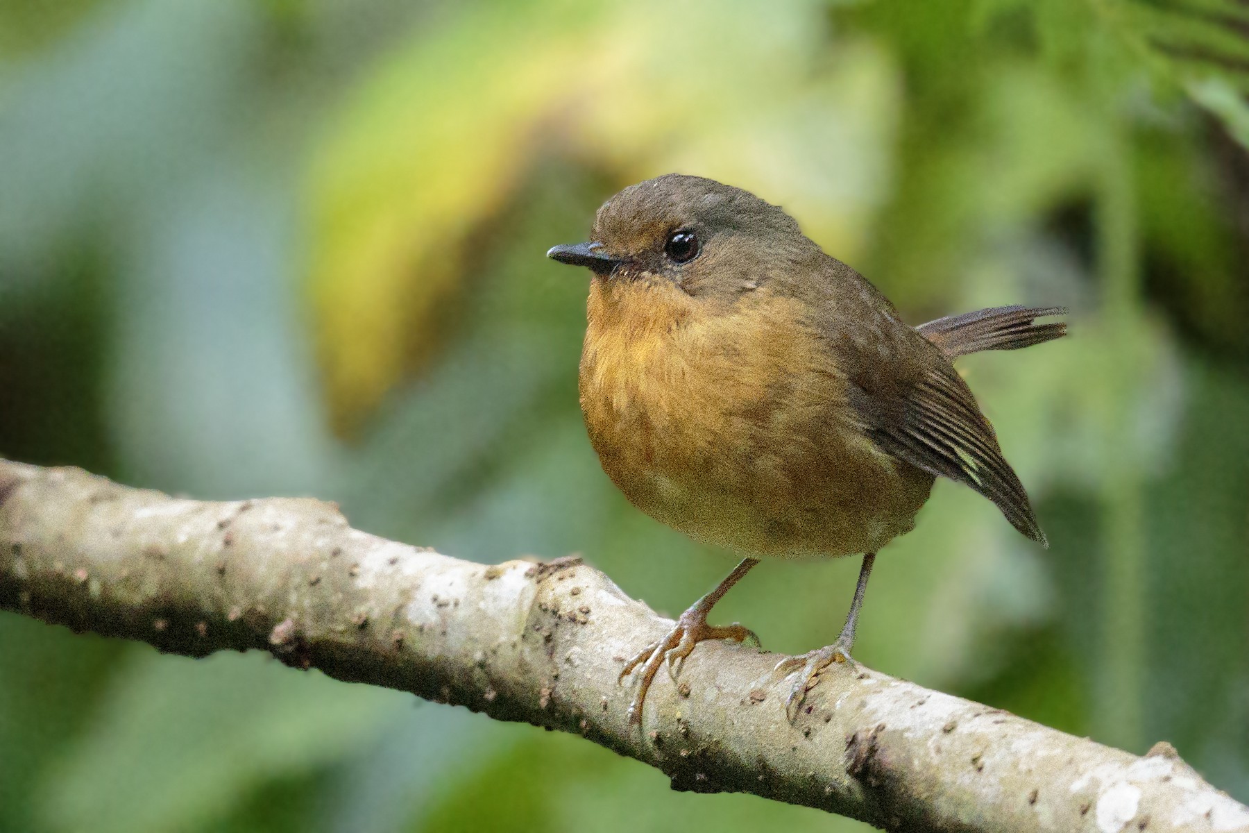 Rubeho Akalat - eBird