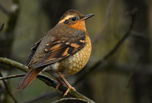 Varied Thrush Range