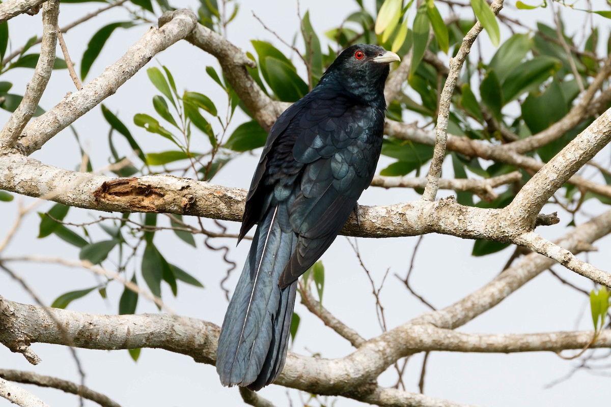eBird Australia Checklist - 17 Dec 2020 - 33 Sallwood Court, Pinbarren ...