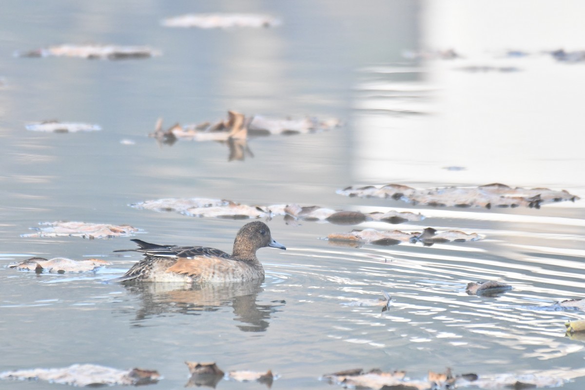 eBird Checklist - 10 Dec 2020 - Nagdaha - 29 species