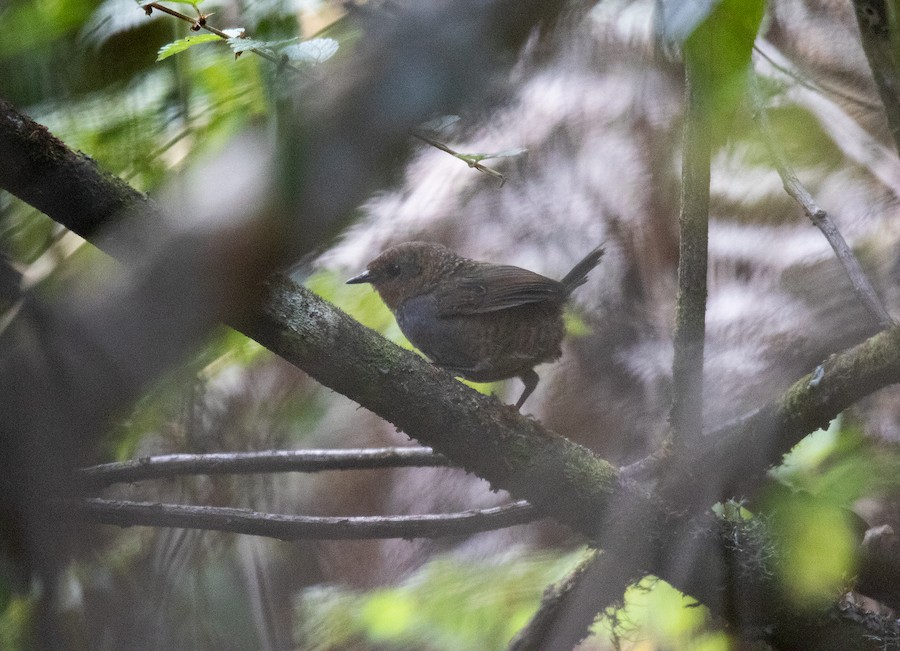 Blackish Tapaculo (Blackish) - eBird
