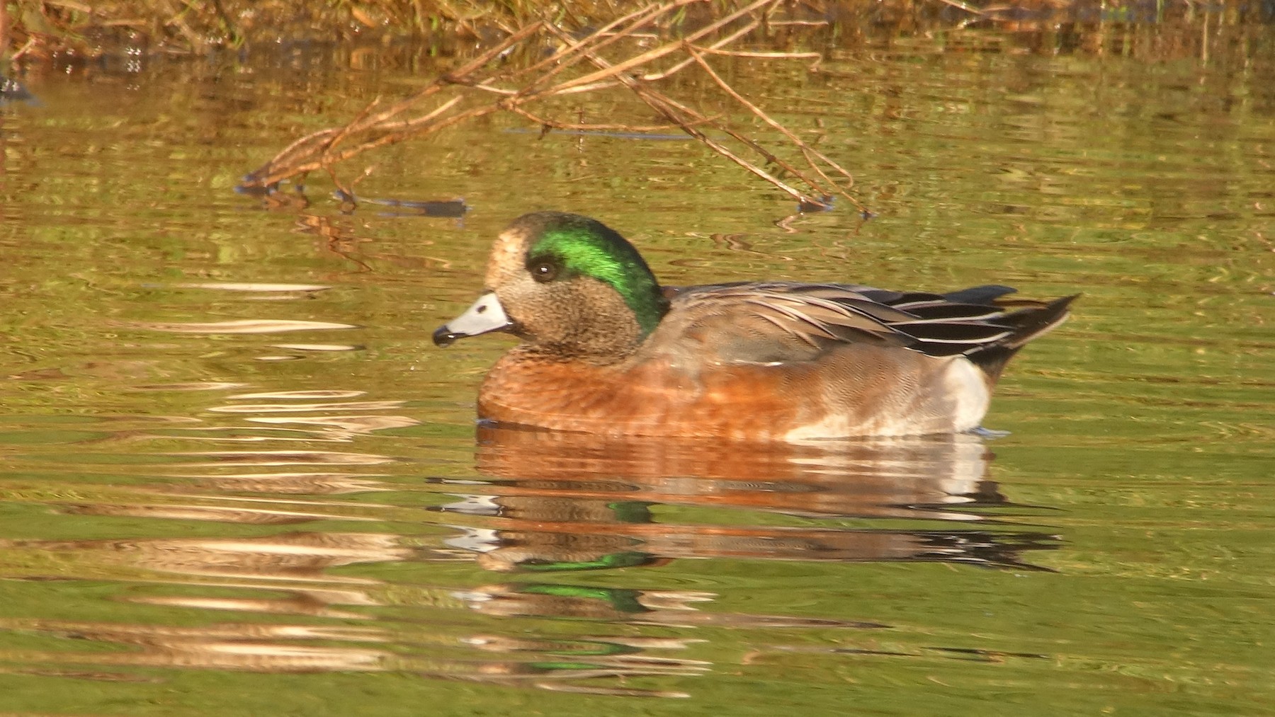 Eurasian x Chiloe Wigeon (hybrid) - eBird