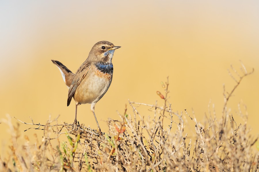 Bluethroat (White-spotted) - eBird