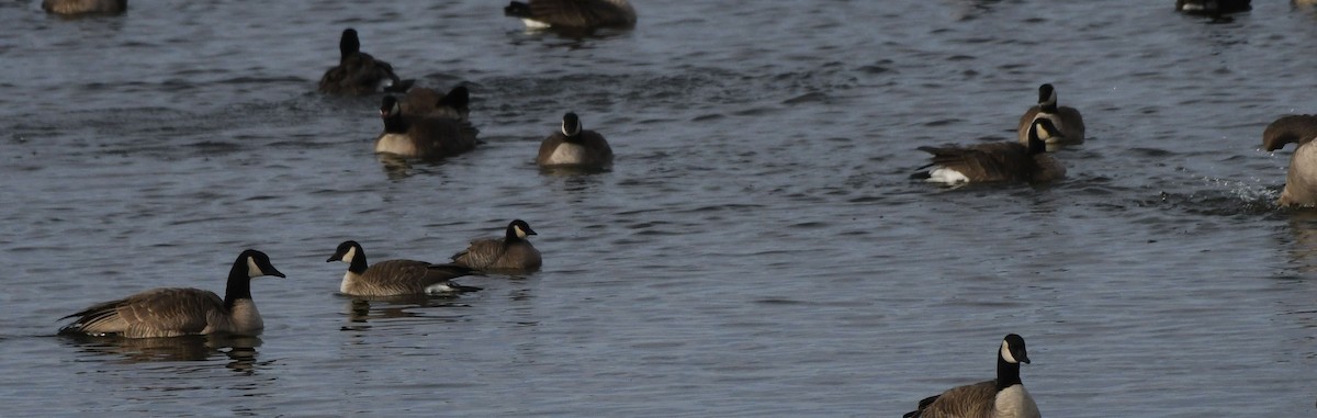 eBird Checklist - 17 Dec 2020 - Barr Lake SP--boat ramp area - 29 ...