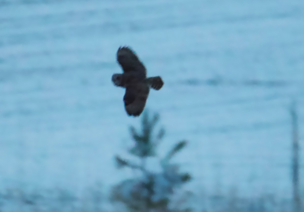 eBird Checklist - 18 Dec 2020 - Granville Schools Land Lab - 10 species