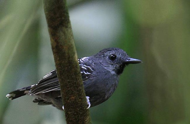 Photos - Xingu Scale-backed Antbird - Willisornis vidua - Birds of the ...