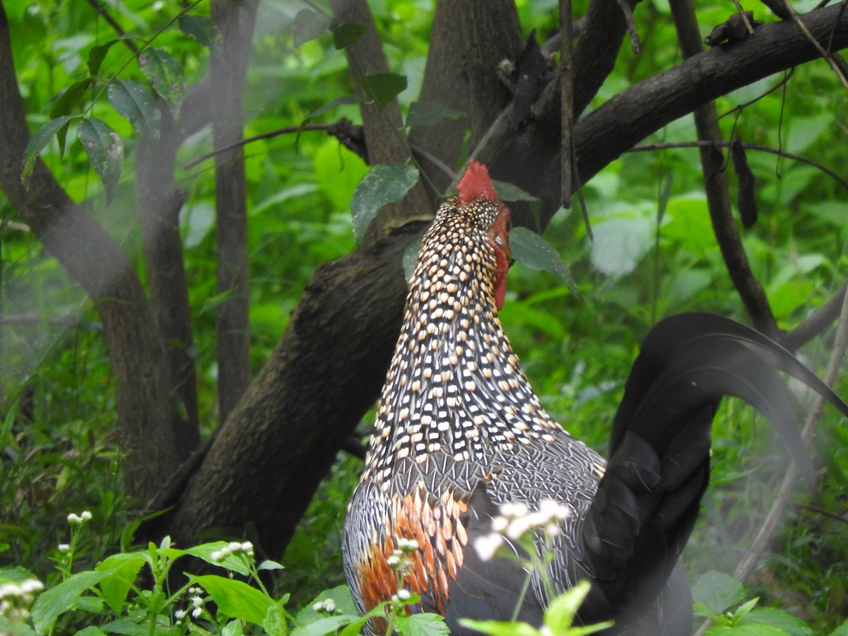 eBird Checklist - 20 Dec 2020 - Chinnar WLS--General Area - 42 species