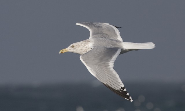Herring Gull Winter