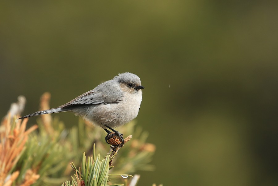 Bushtit (Interior) - eBird