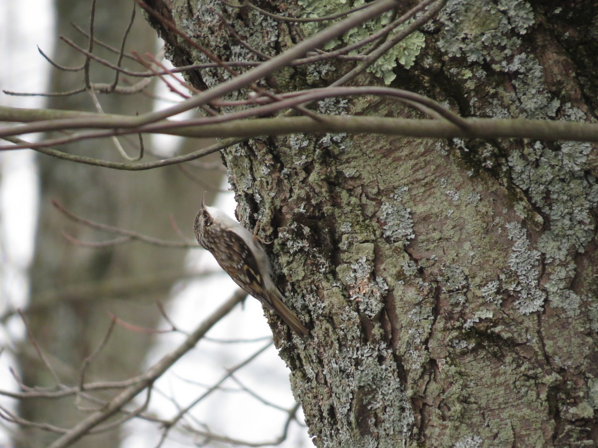 eBird Checklist - 5 Dec 2020 - Carpenter Nature Preserve - 18 species
