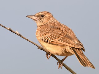 Flappet Lark - Mirafra rufocinnamomea - Birds of the World