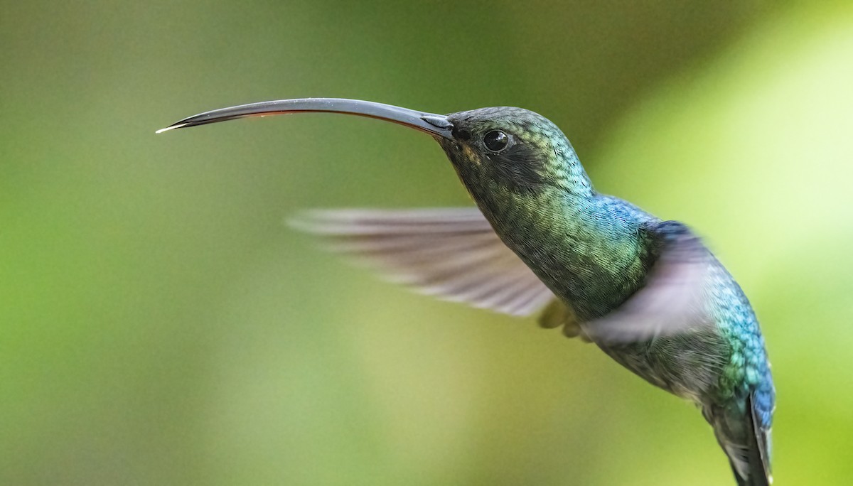 eBird Checklist - 20 Dec 2020 - Galeria de Colibrí y Soda Cinchona - Mirador San Fernando - 23 ...