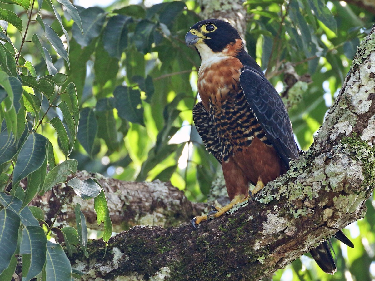 Orange-breasted Falcon - Falco deiroleucus - Birds of the World