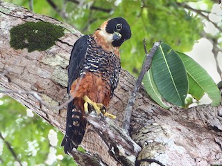 Orange-breasted Falcon - eBird