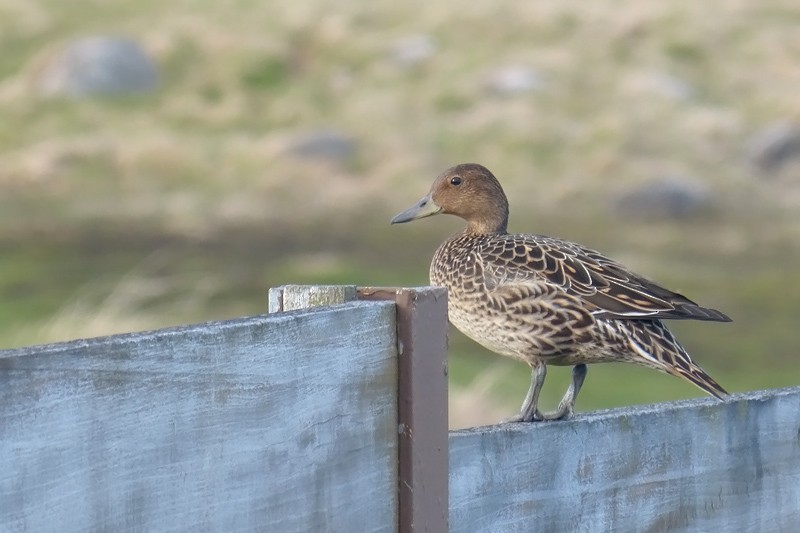 Eaton's Pintail - Anas eatoni - Birds of the World