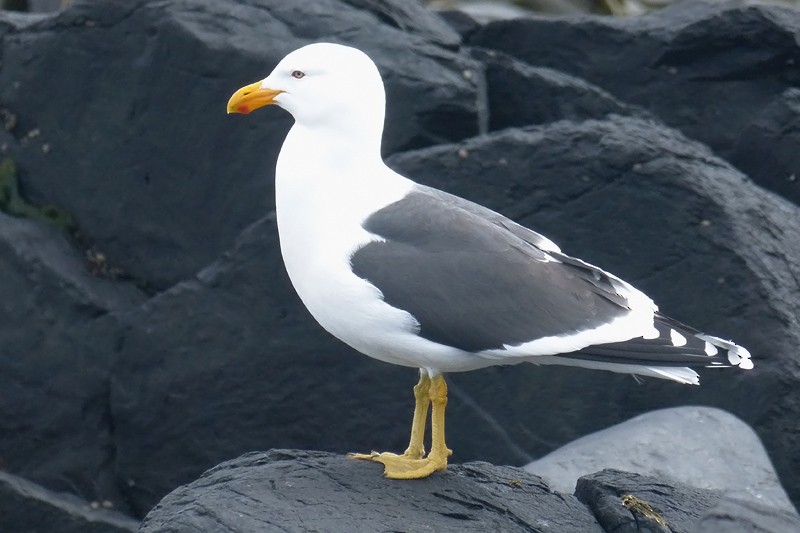 Kelp Gull (judithae) - eBird