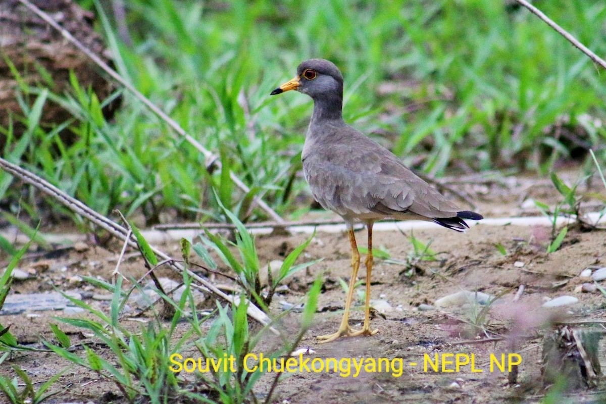 eBird Checklist - 20 Oct 2020 - Nam Nern Night Safari - 35 species
