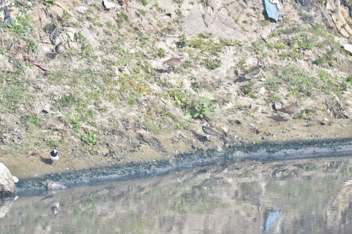 eBird Checklist - 10 Dec 2020 - Chobar D/S Eastbank - 54 species (+2 ...