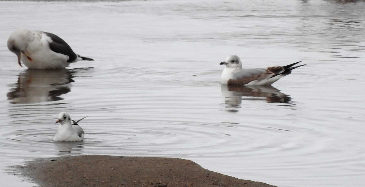 Mediterranean x Common Gull (hybrid) - eBird