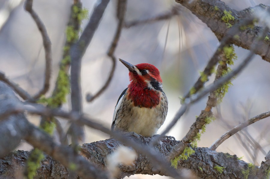 Red-naped x Red-breasted Sapsucker (hybrid) - eBird